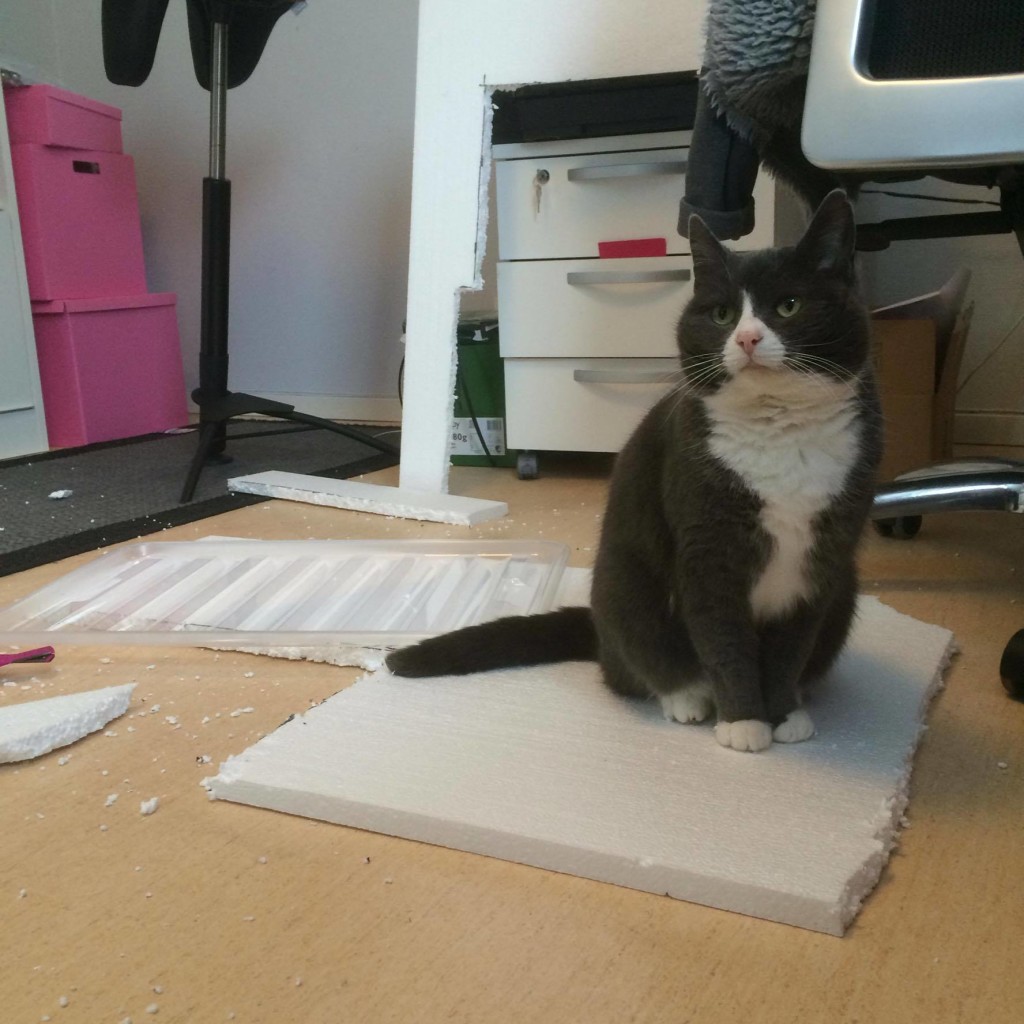 Isolerat katthus - latmansversionen - Kattproblem