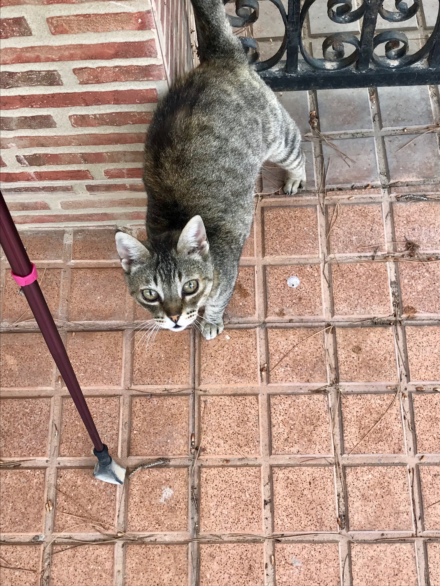 Har du tittat din katt i ögonen? - Kattproblem