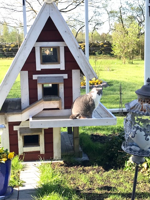 Tips för att göra en rastgård till din katt - Kattproblem